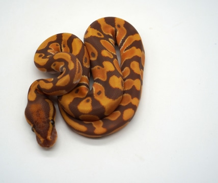 Lesser Black Pastel Mahogany Clown Ball Python by Ozzy Boids LLC ...