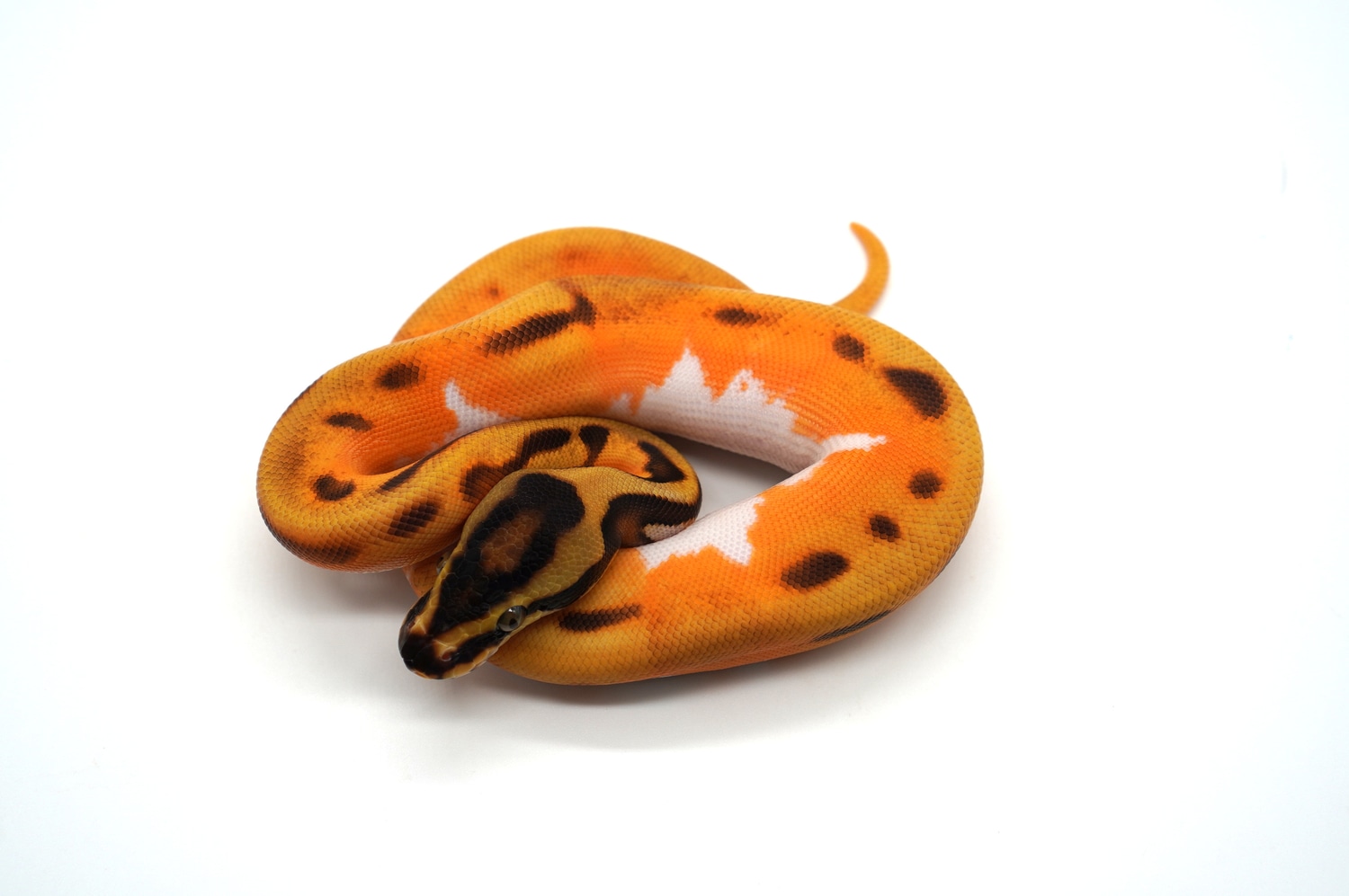 Super Orange Dream Super Enchi Leopard Pied Ball Python by Ozzy Boids ...