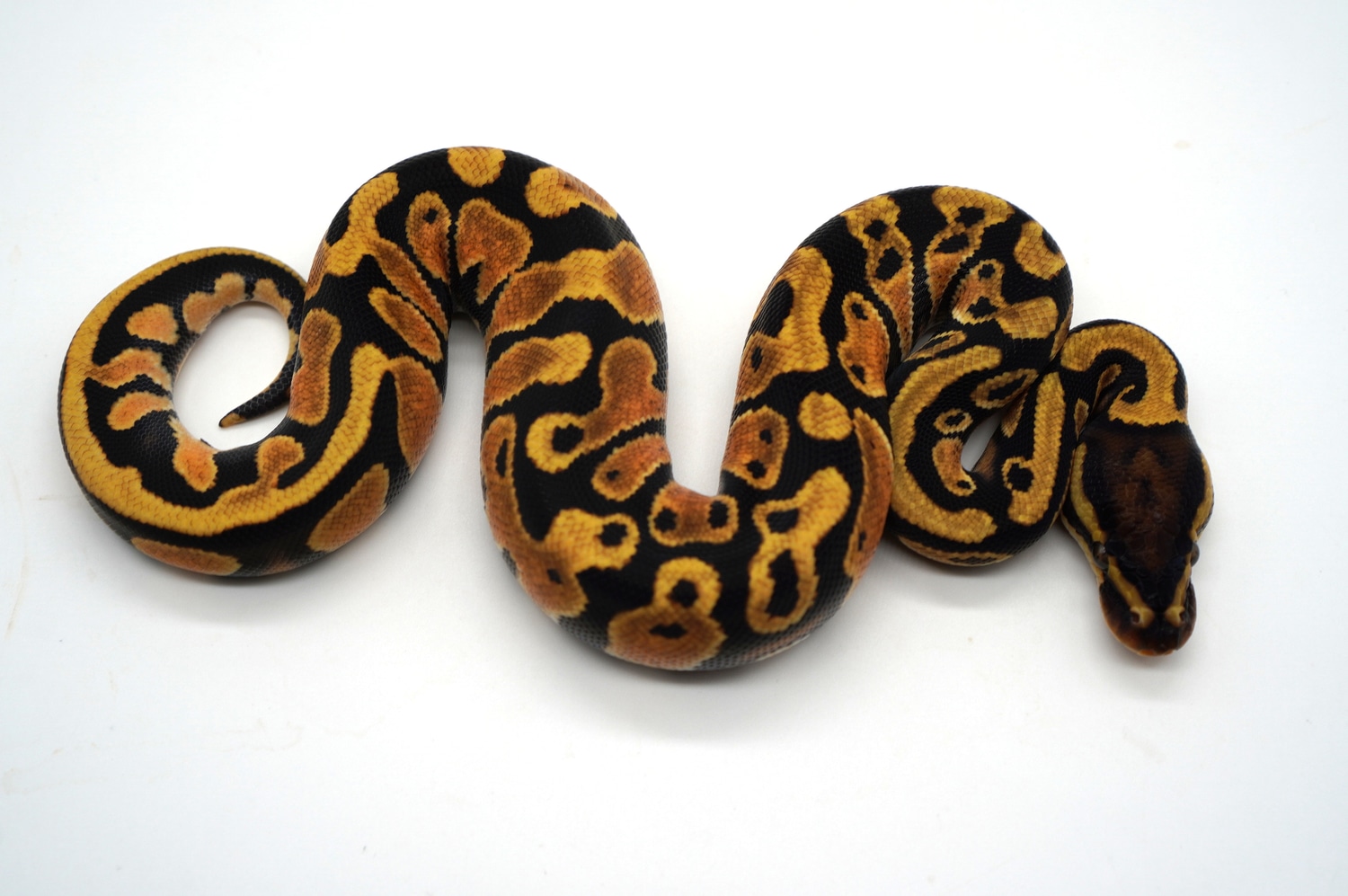 Orange Dream Het Tri-Stripe Ball Python by Ozzy Boids LLC - MorphMarket