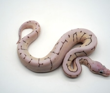 VPI Axanthic Desert Ghost Spinner Blast Ball Python by Ozzy Boids LLC ...