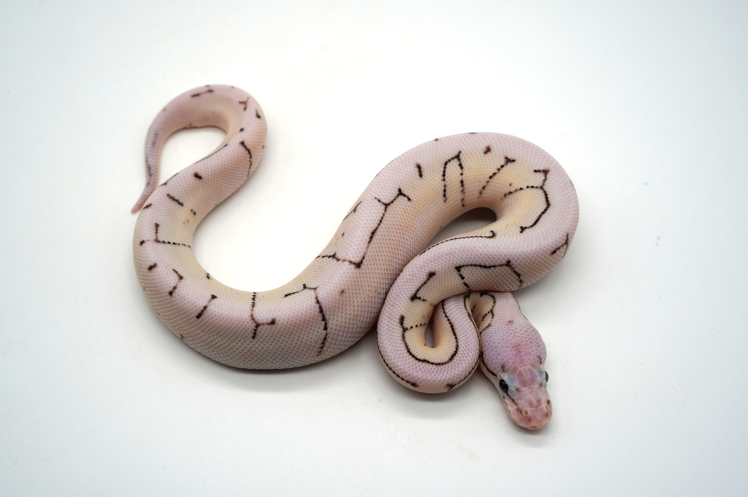 VPI Axanthic Desert Ghost Spinner Blast Ball Python by Ozzy Boids LLC ...