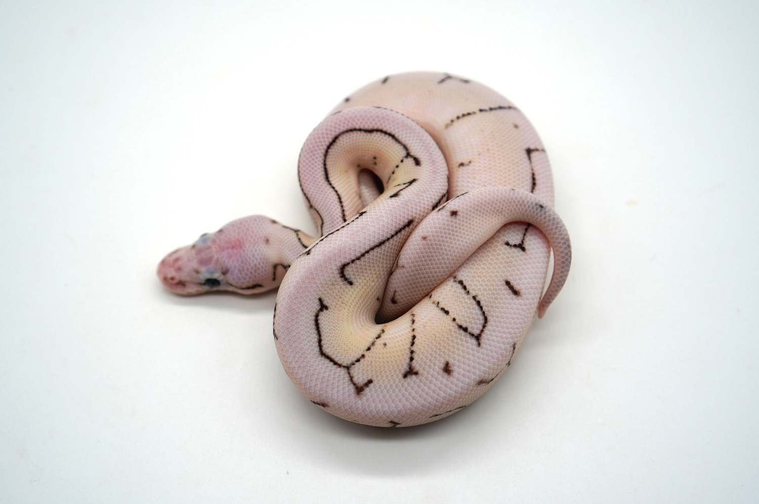 VPI Axanthic Desert Ghost Spinner Blast Ball Python by Ozzy Boids LLC ...