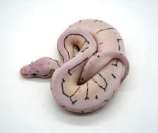 VPI Axanthic Desert Ghost Spinner Blast Ball Python by Ozzy Boids LLC ...