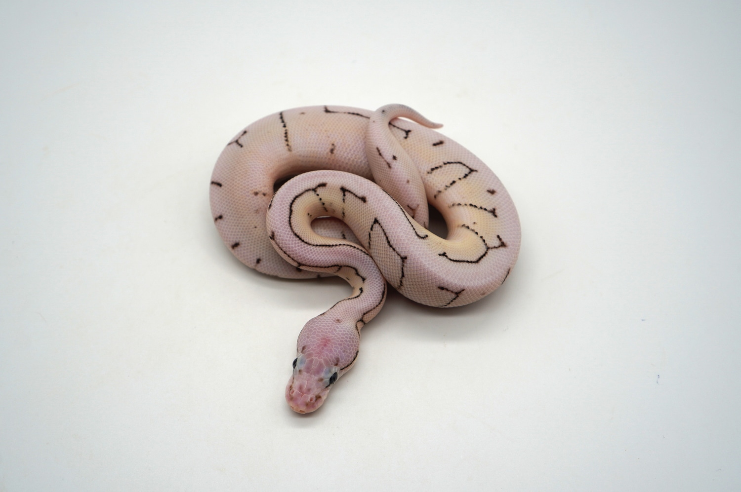 VPI Axanthic Desert Ghost Spinner Blast Ball Python by Ozzy Boids LLC ...