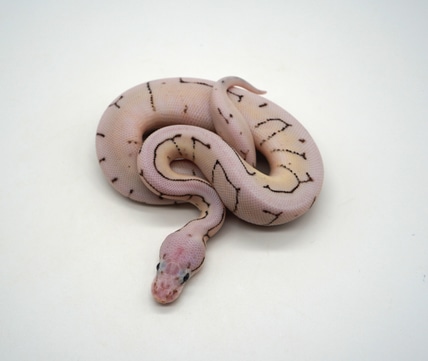 High Intensity Orange Dream YB Enchi Fire Clown Ball Python by Ozzy ...