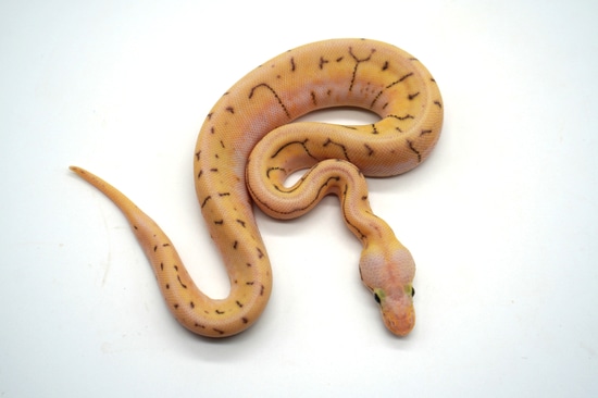 Spinner Blast Het Desert Ghost Het VPI Axanthic Ball Python by Ozzy ...