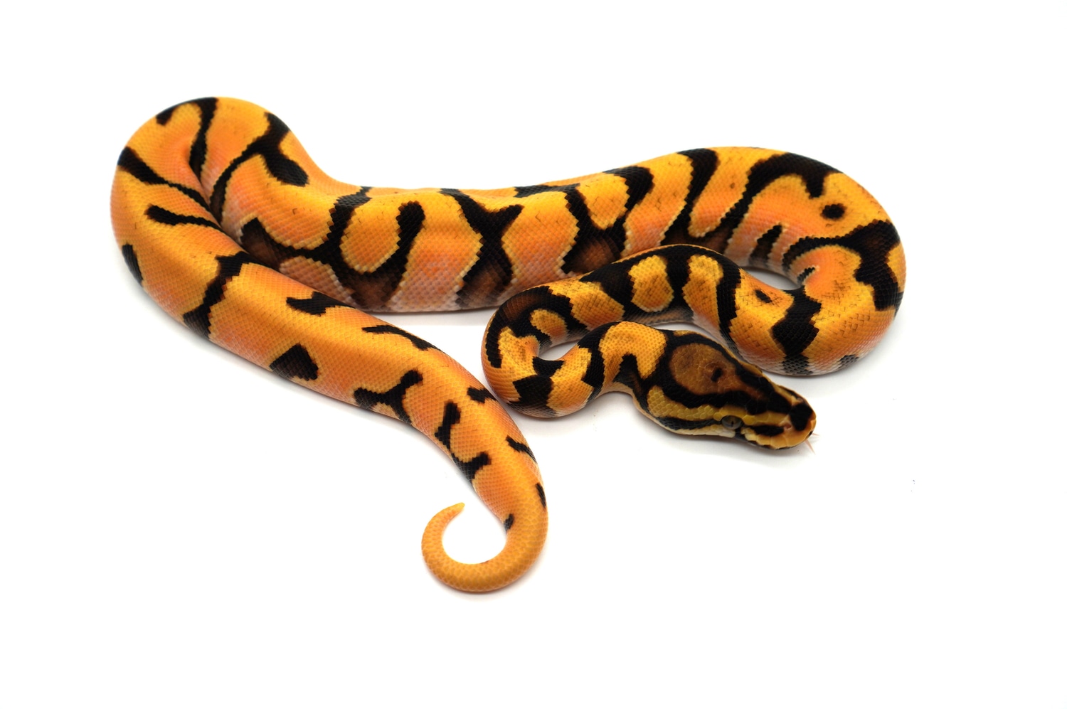 Super Orange Dream Red Stripe Spotnose (Pos Enchi) Het Clown Ball ...