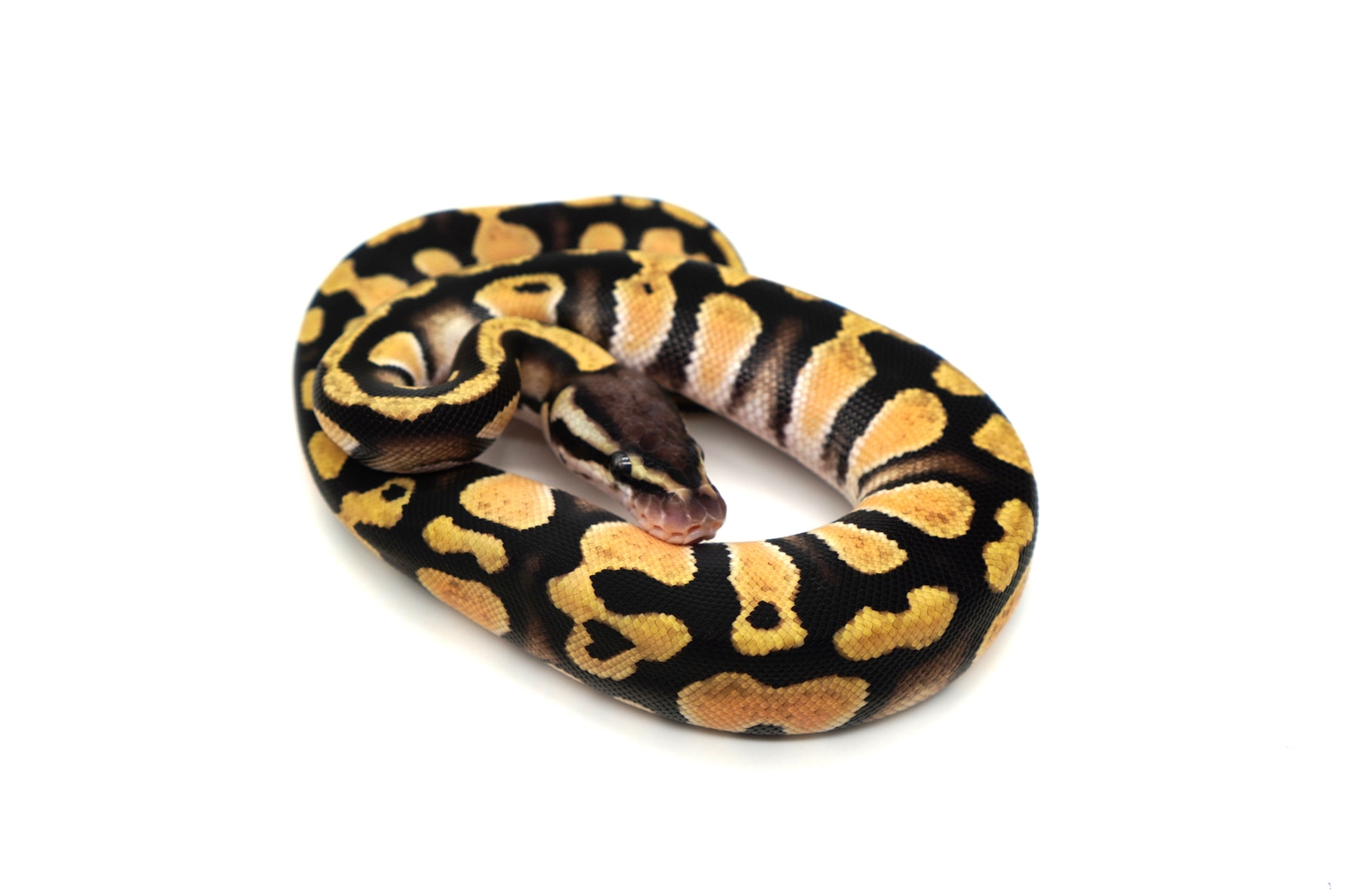 Pastel Chocolate DH Desert Ghost Clown Ball Python by Ozzy Boids LLC ...