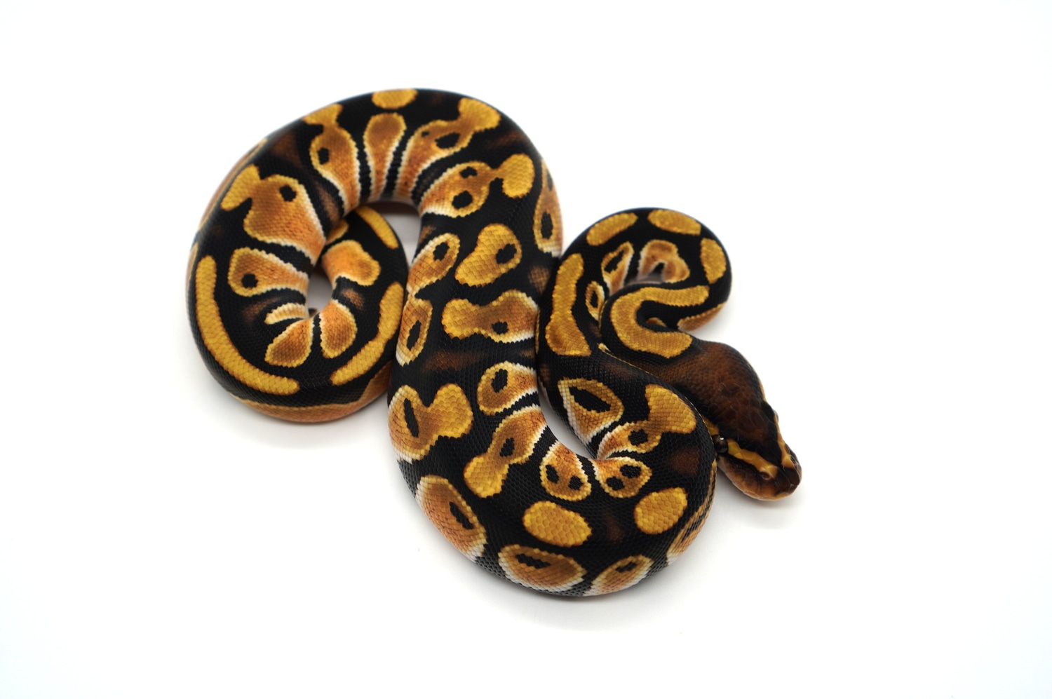 Orange Dream DH Genetic Stripe Clown Ball Python by Ozzy Boids LLC ...