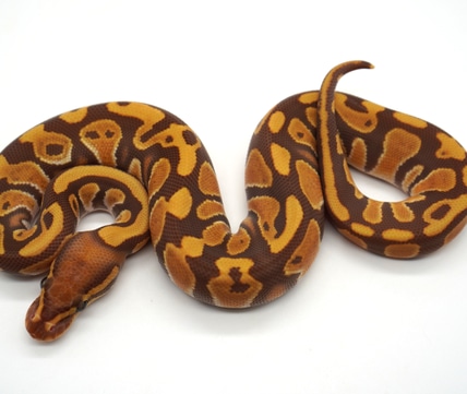 Orange Dream YB Pastel Enchi Leopard Pied Het Ultramel Ball Python by ...