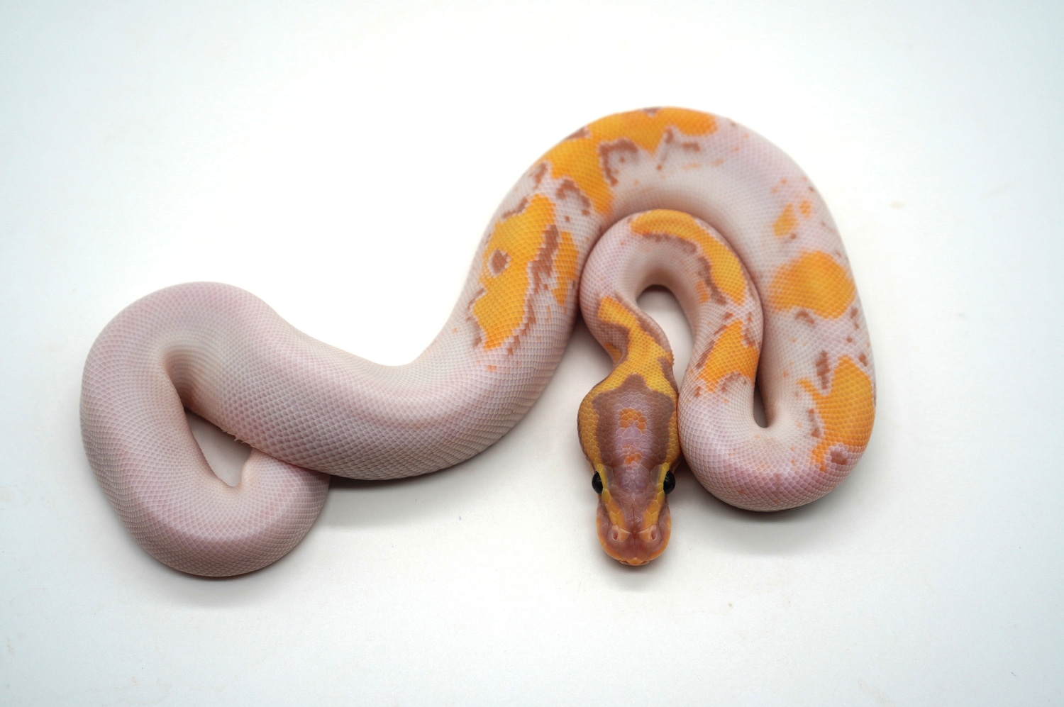 Orange Dream Enchi Pastel Leopard Banana Pied Ball Python by Ozzy Boids ...