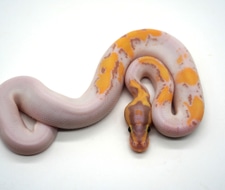 Orange Dream Enchi Pastel Leopard Banana Pied Ball Python by Ozzy Boids ...