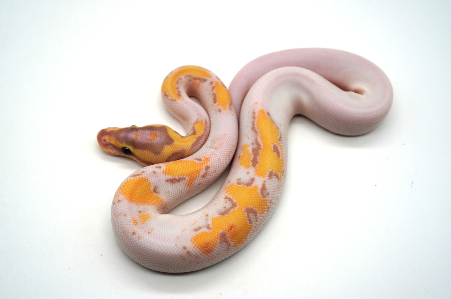 Orange Dream Enchi Pastel Leopard Banana Pied Ball Python by Ozzy Boids ...