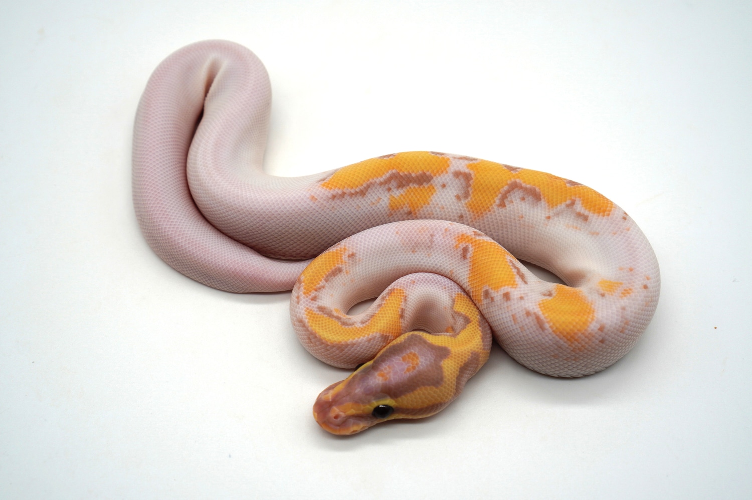 Orange Dream Enchi Pastel Leopard Banana Pied Ball Python by Ozzy Boids ...