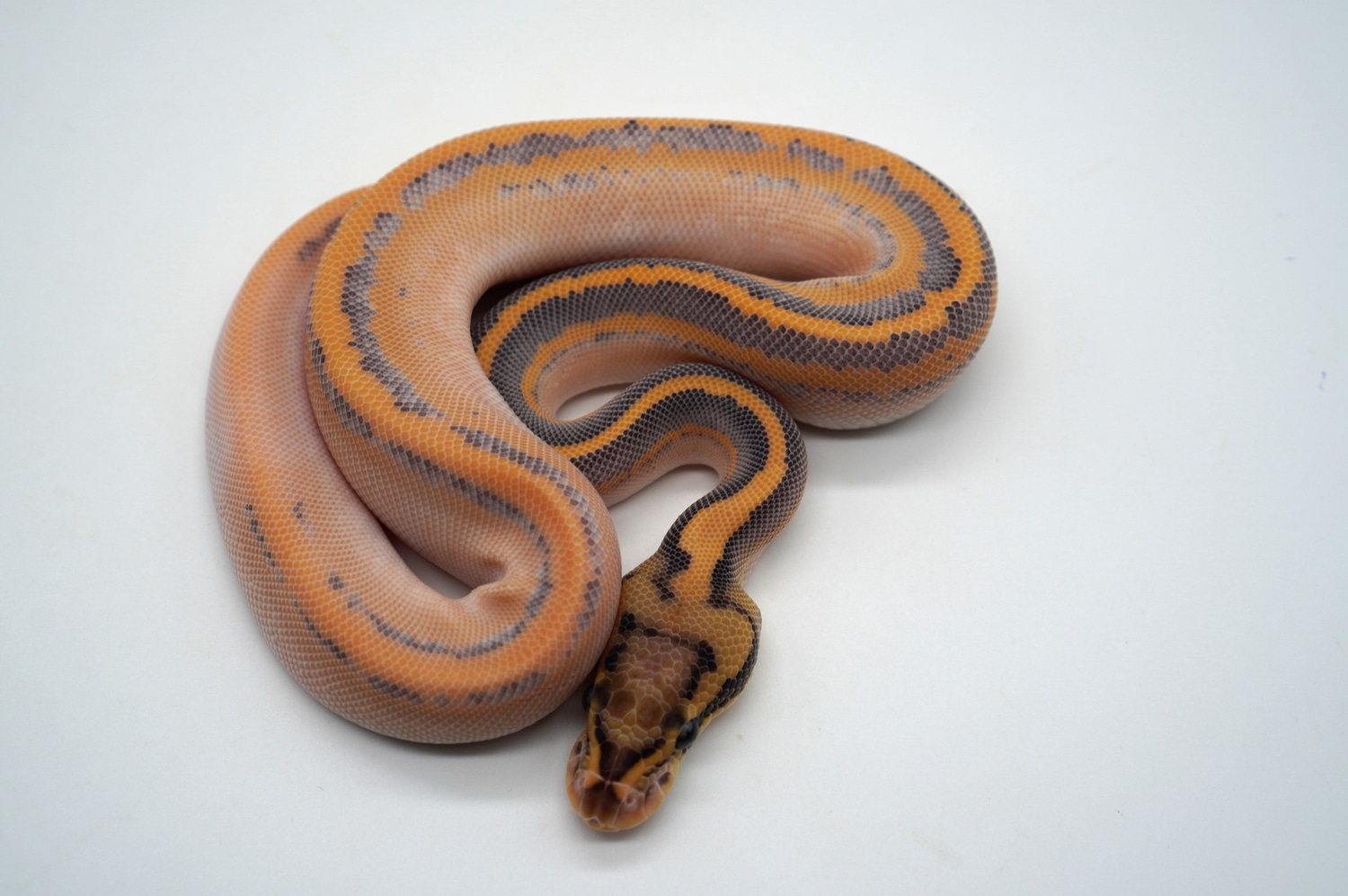 Orange Dream Enchi Ivory Black Pastel Leopard Het Clown Ball Python by ...