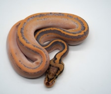 Orange Dream Enchi Ivory Black Pastel Leopard Het Clown Ball Python by Ozzy Boids LLC - MorphMarket