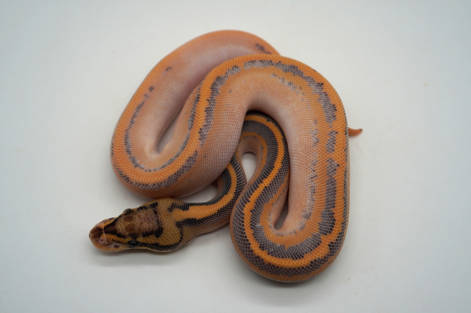 Orange Dream Enchi Ivory Black Pastel Leopard Het Clown Ball Python by ...