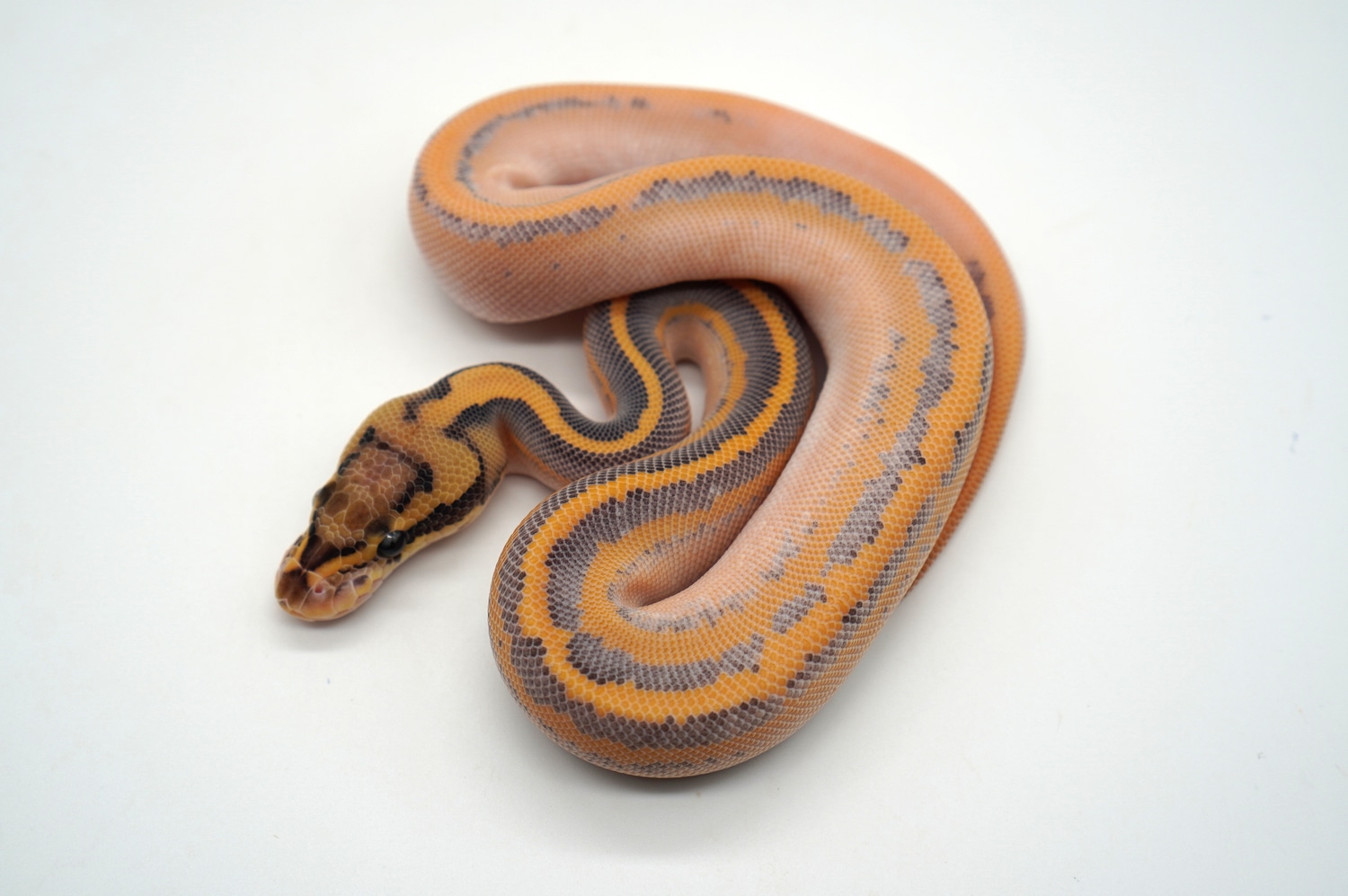 Orange Dream Enchi Ivory Black Pastel Leopard Het Clown Ball Python by ...
