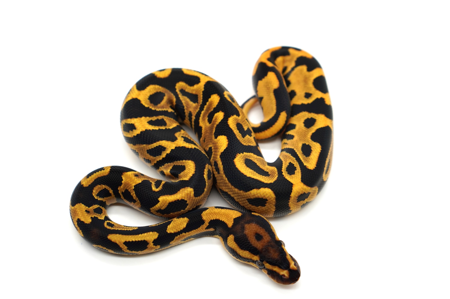 High Intensity Orange Dream YB Leopard Het Clown Ball Python by Ozzy ...
