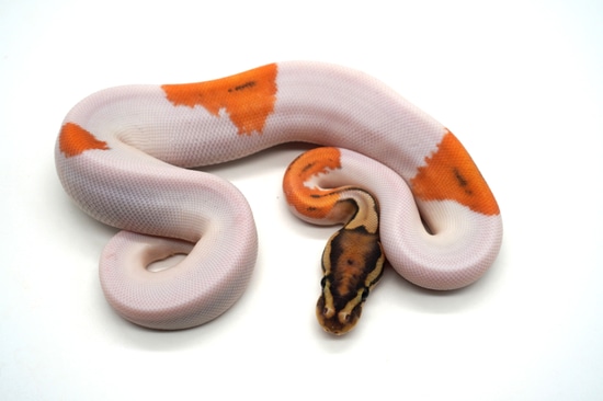 Orange Dream Hypo Pied 66% Het Ultramel Ball Python by Ozzy Boids LLC