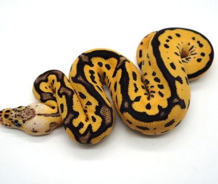 High Intensity Orange Dream YB Enchi Fire Clown Ball Python by Ozzy ...