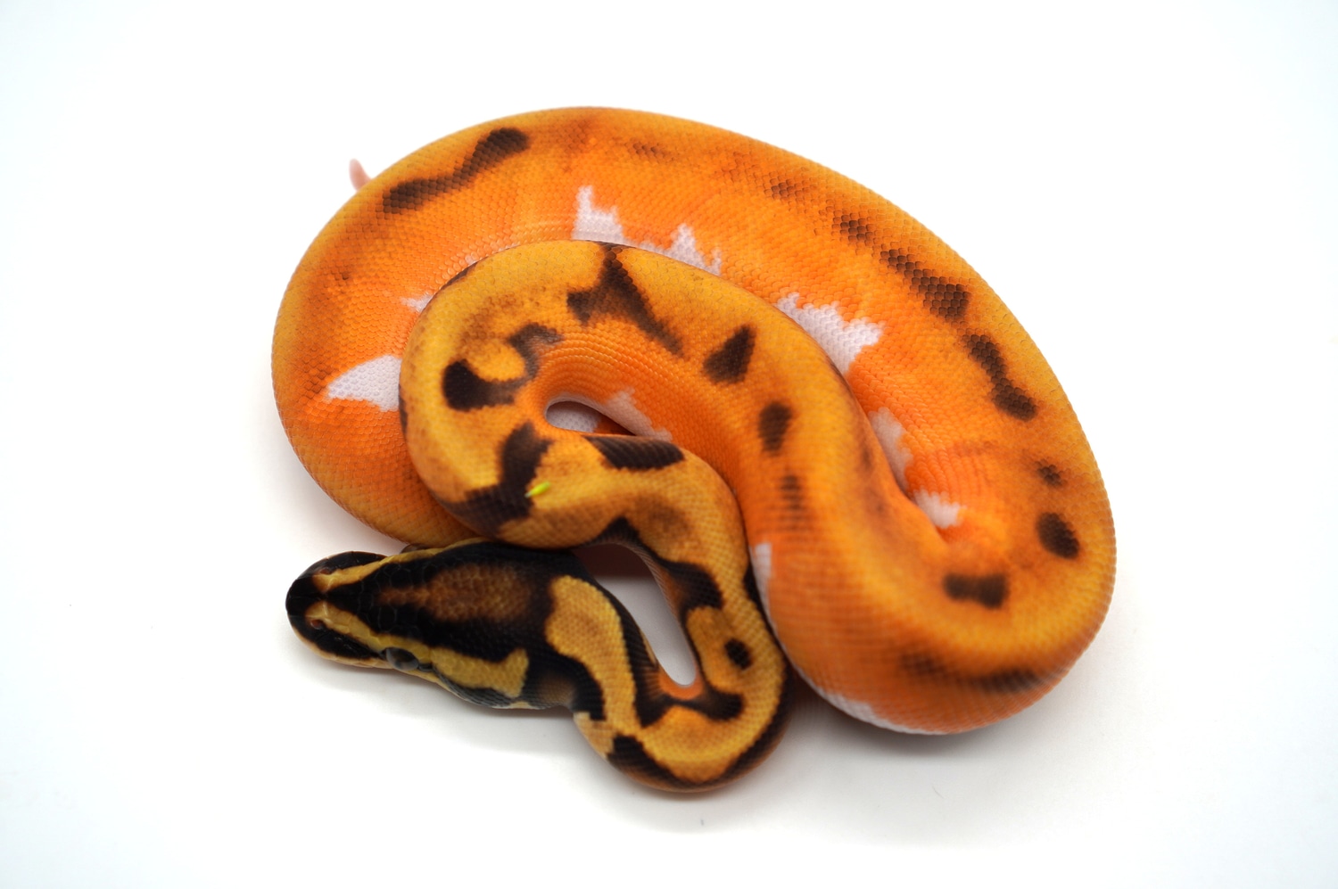 Super Orange Dream Enchi Leopard Pied Ball Python by Ozzy Boids LLC ...