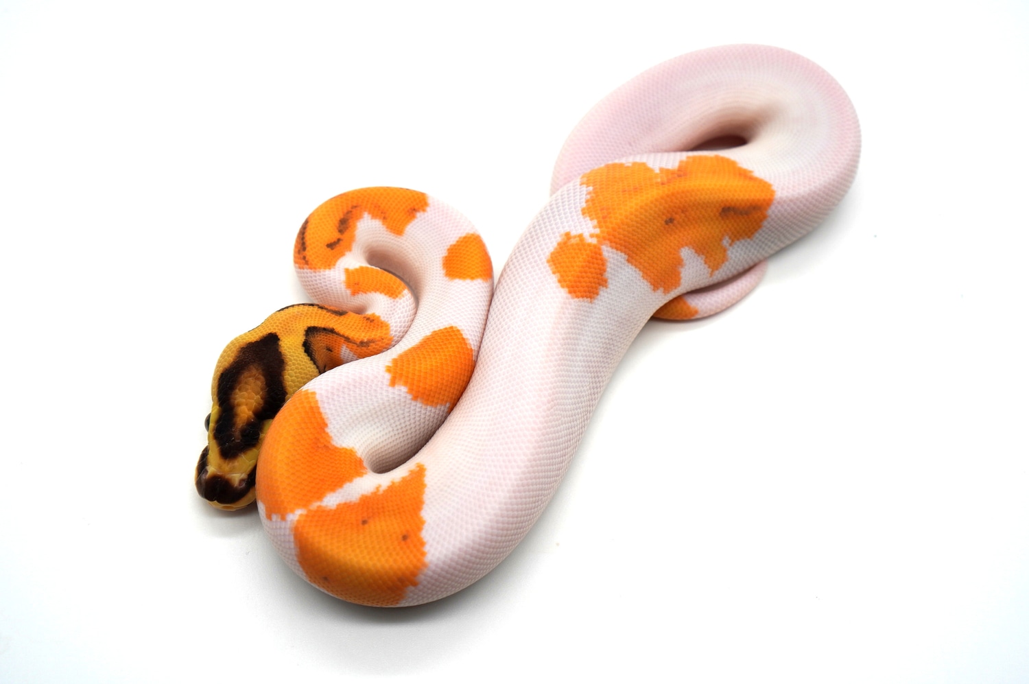 Super Orange Dream YB Enchi Fire Leopard Pied Ball Python by Ozzy Boids ...