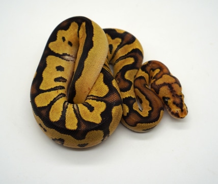 High Intensity Orange Dream YB Enchi Leopard Clown Ball Python by Ozzy ...