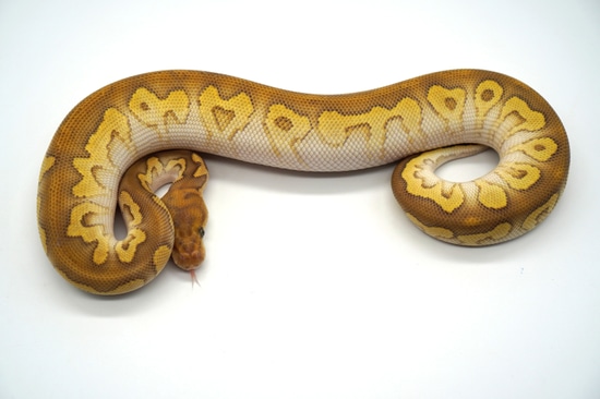 Mahogany Lesser Clown Ball Python by Ozzy Boids LLC