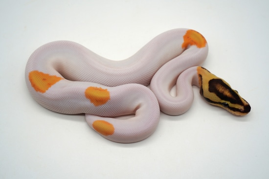 Orange Dream YB Enchi Vanilla Pastel Leopard Pied Ball Python by Ozzy ...