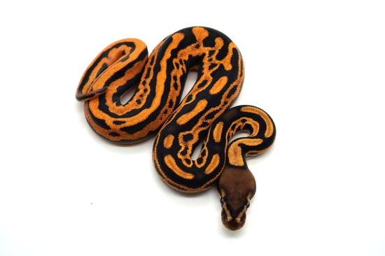 Super Orange Dream YB Black Pastel Leopard Het Clown Ball Python by ...