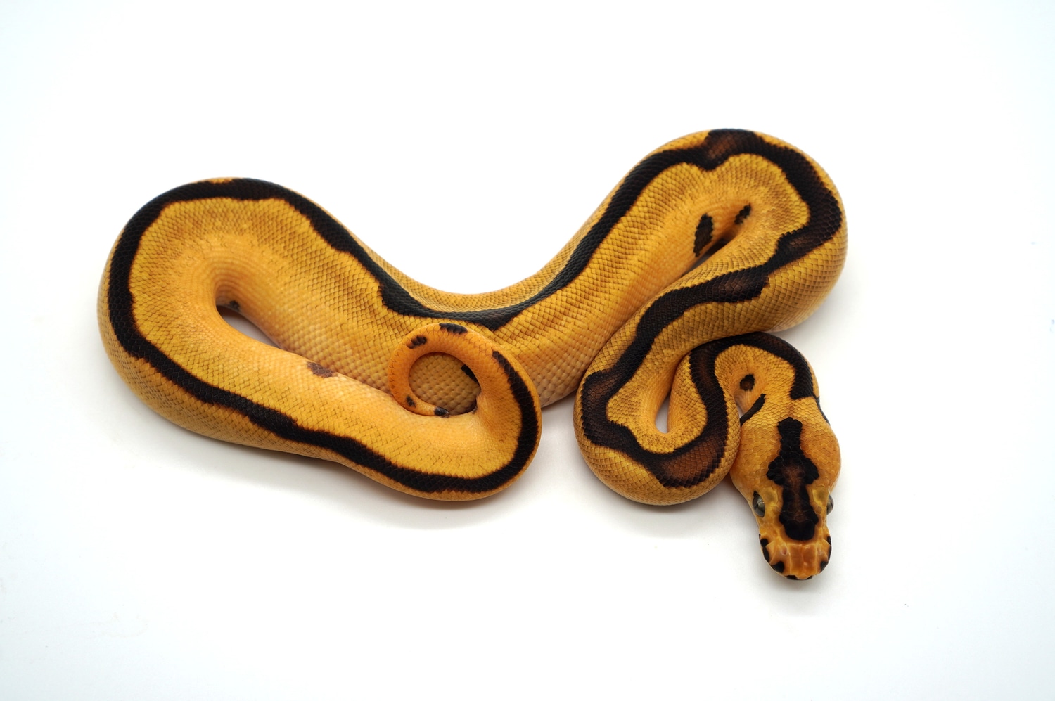 High Intensity Orange Dream YB Enchi Leopard Clown Ball Python by Ozzy ...
