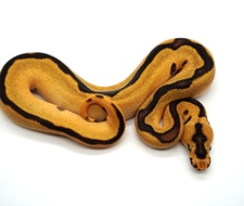 High Intensity Orange Dream YB Enchi Leopard Clown Ball Python by Ozzy ...