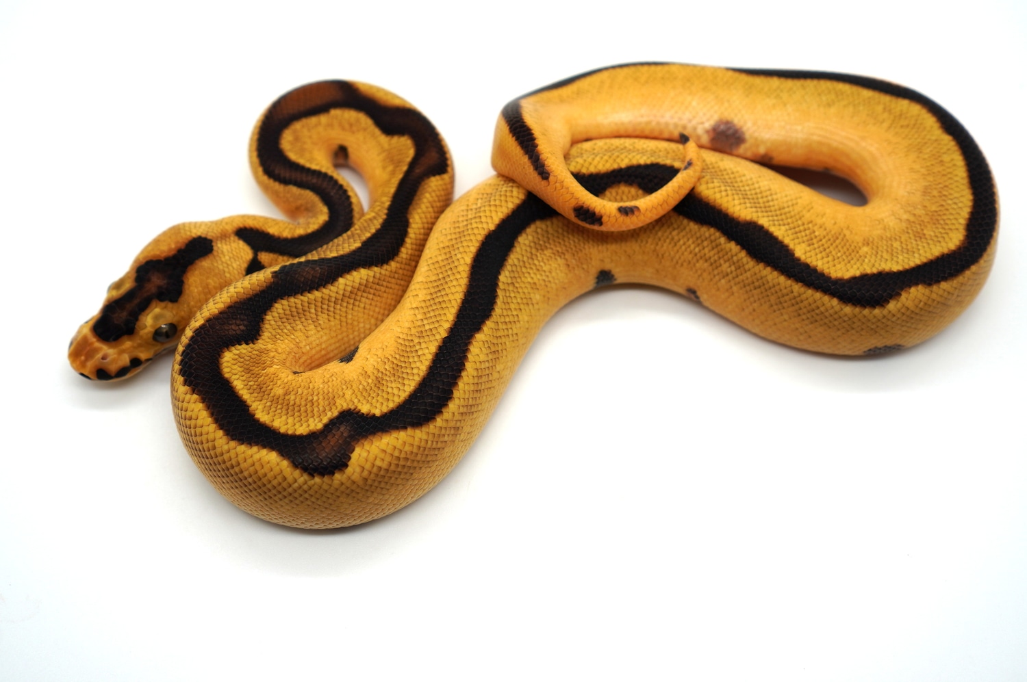 High Intensity Orange Dream YB Enchi Leopard Clown Ball Python by Ozzy ...