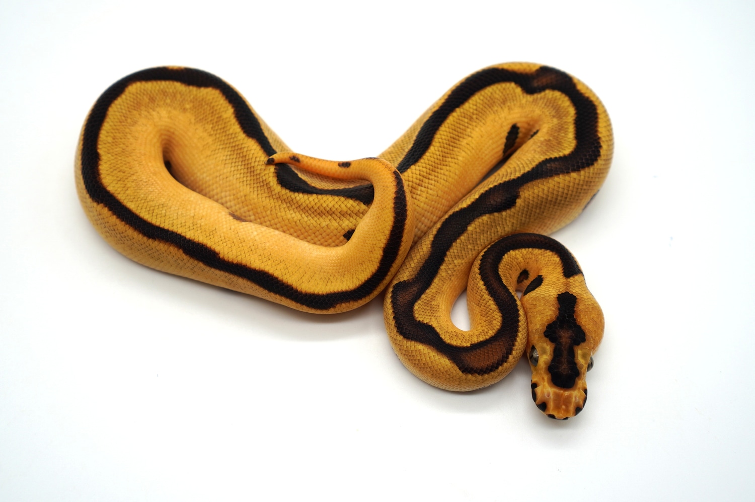 High Intensity Orange Dream YB Enchi Leopard Clown Ball Python by Ozzy ...
