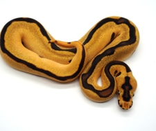 High Intensity Orange Dream YB Enchi Leopard Clown Ball Python by Ozzy ...