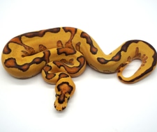 High Intensity Orange Dream YB Enchi Fire Clown Ball Python by Ozzy ...