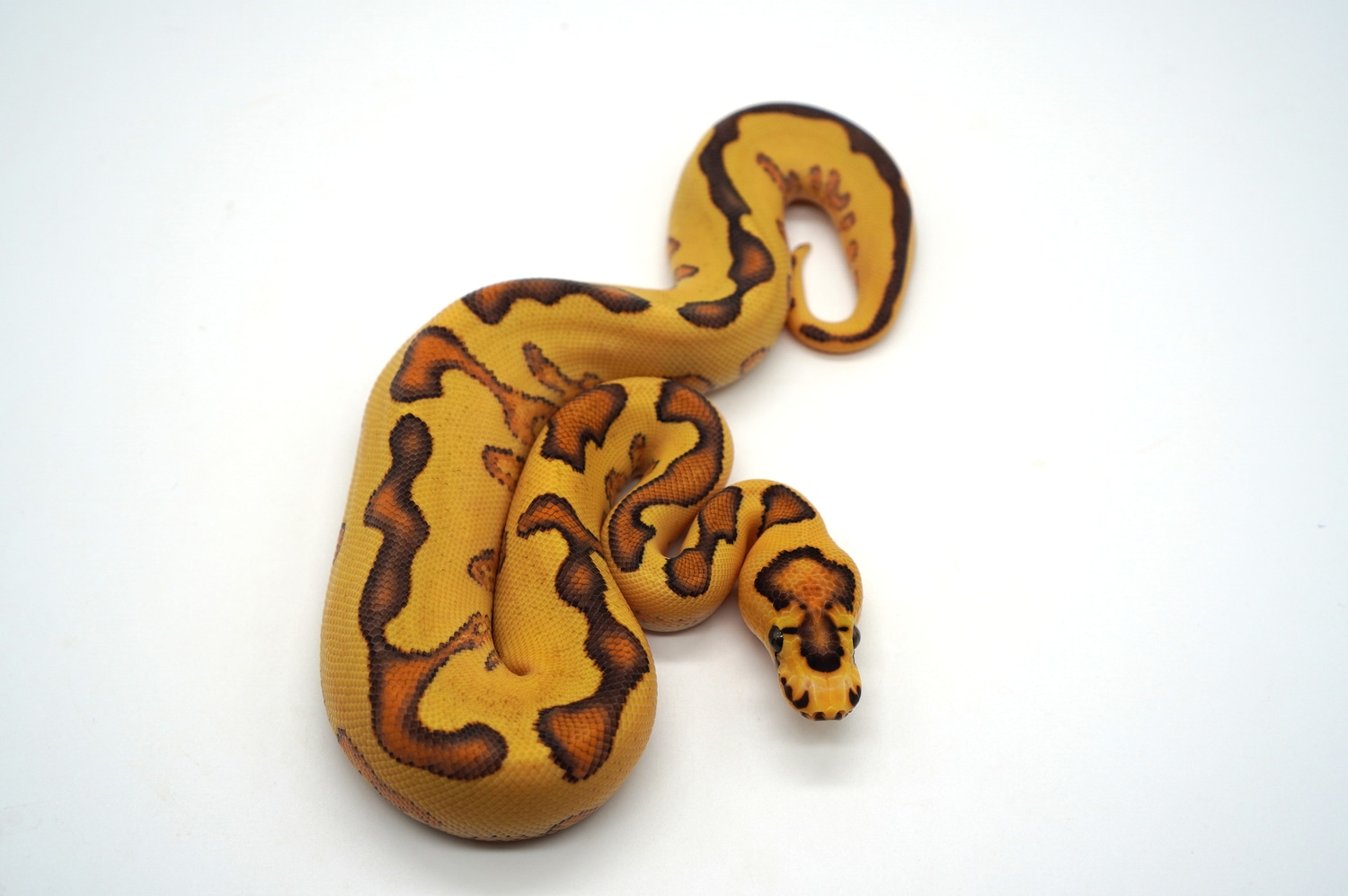 High Intensity Orange Dream YB Enchi Fire Clown Ball Python by Ozzy ...