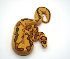 High Intensity Orange Dream YB Enchi Fire Clown Ball Python by Ozzy ...