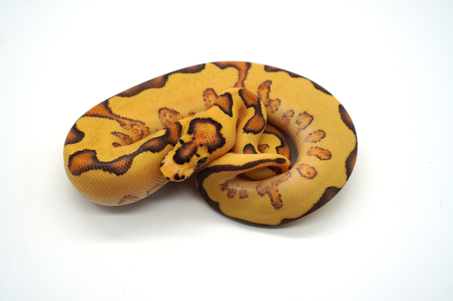 High Intensity Orange Dream YB Enchi Fire Clown Ball Python by Ozzy ...