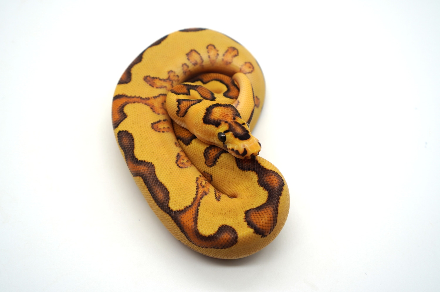 High Intensity Orange Dream YB Enchi Fire Clown Ball Python by Ozzy ...