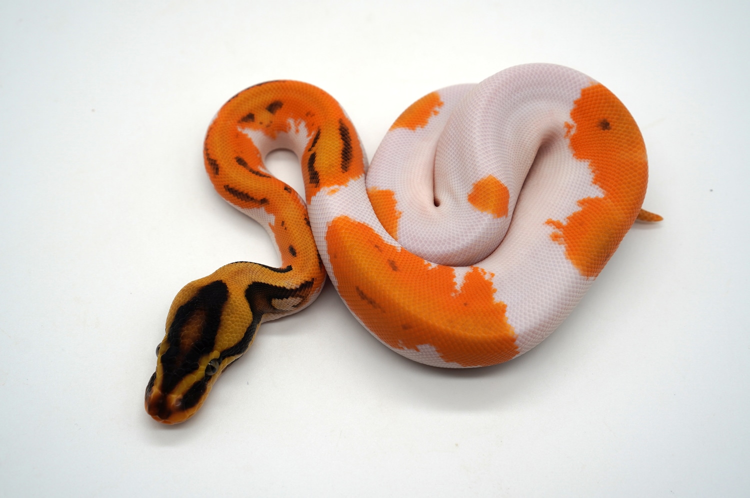 Super Orange Dream YB Enchi Leopard Pied Ball Python by Ozzy Boids LLC ...