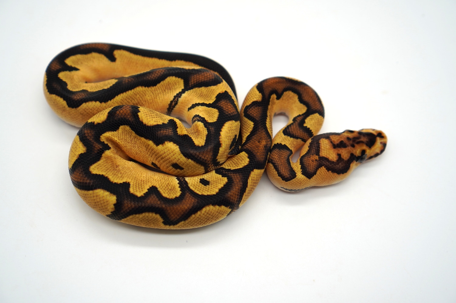 Orange Dream Fire Clown Ball Python by Ozzy Boids LLC - MorphMarket