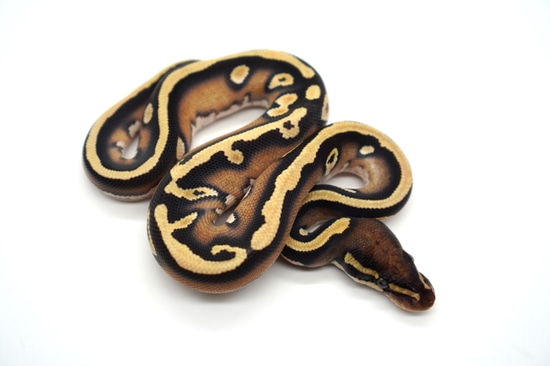 Orange Dream YB Mojave DH Ultramel Tri-Stripe Ball Python by Ozzy Boids LLC