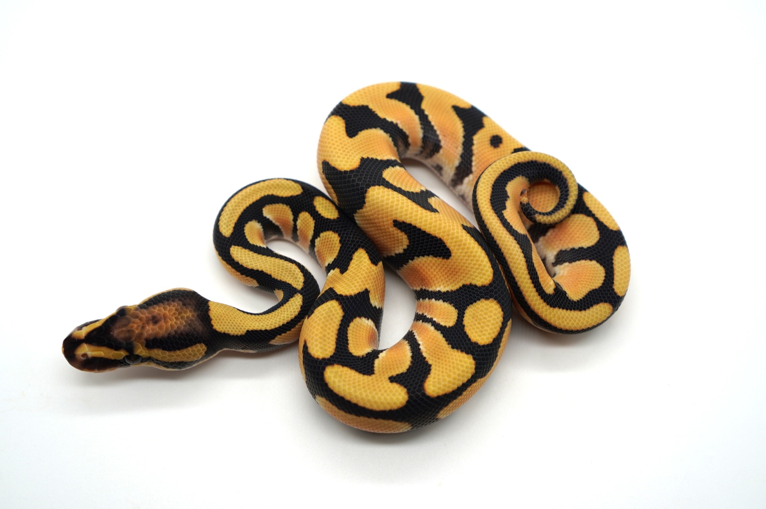Super Orange Dream Desert Ghost Ball Python by Ozzy Boids LLC - MorphMarket