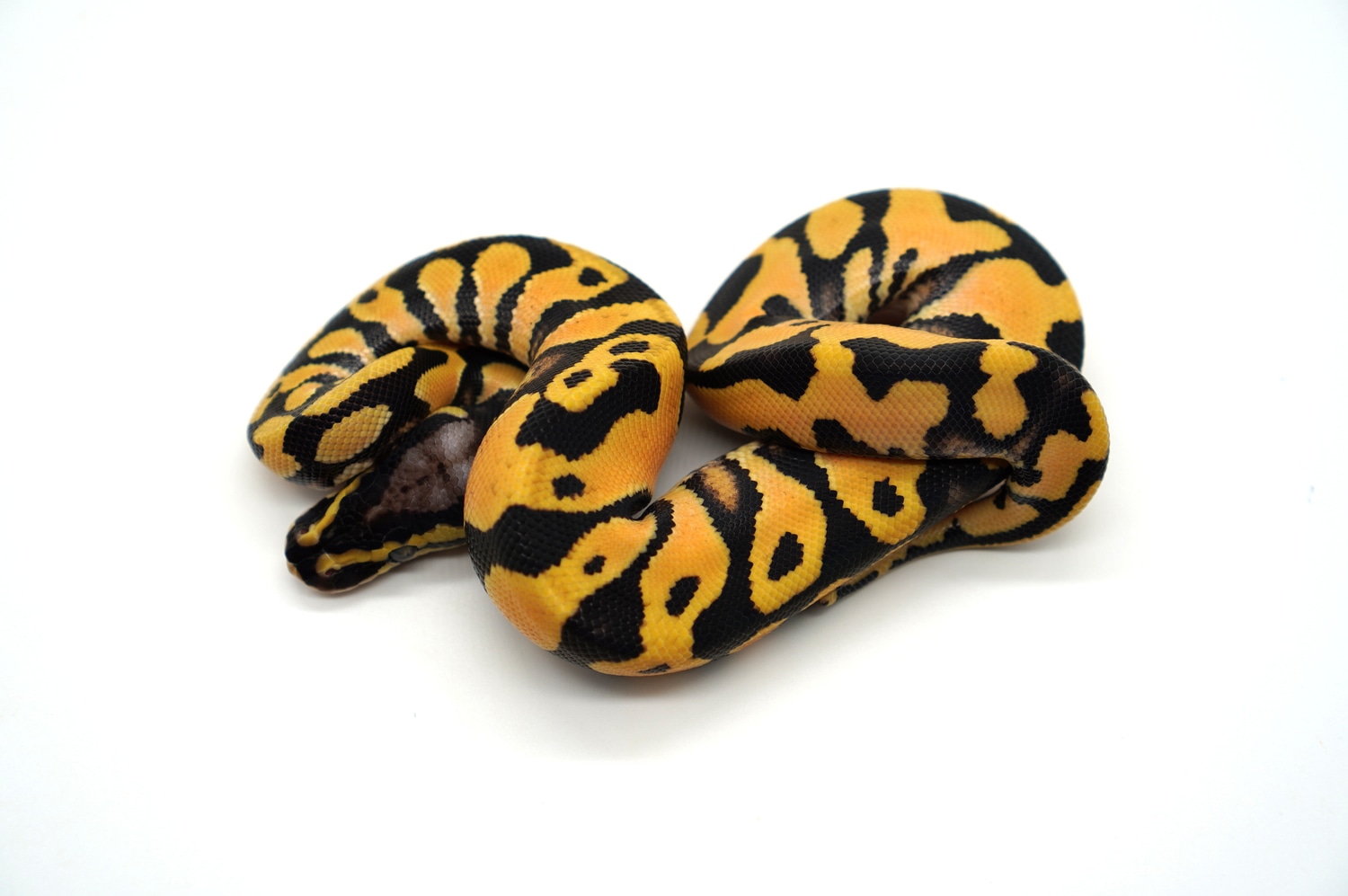 Super Orange Dream YB Pastel Het Puzzle Ball Python by Ozzy Boids LLC ...