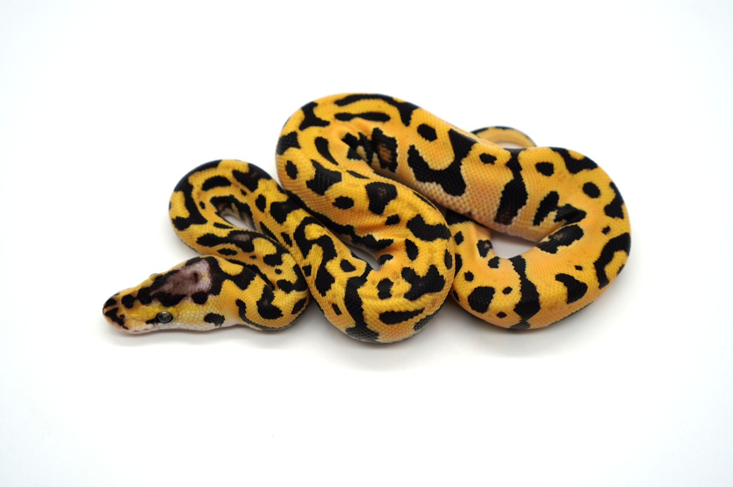 Super Orange Dream Pastel Puzzle Ball Python by Ozzy Boids LLC ...