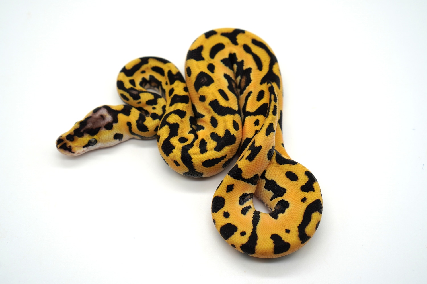 Super Orange Dream Pastel Puzzle Ball Python by Ozzy Boids LLC ...