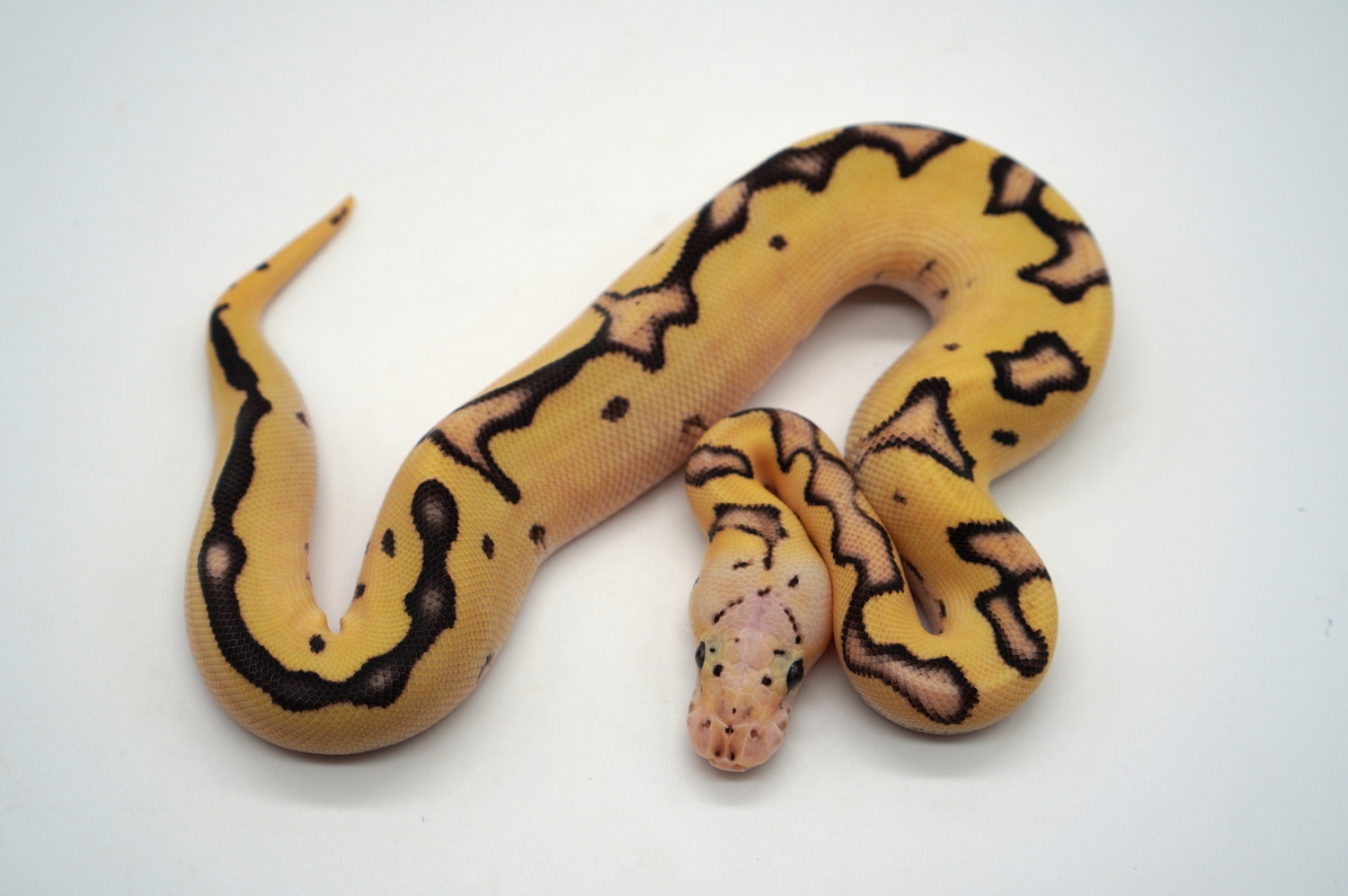 High Intensity X1 Super Orange Dream YB Fire Fly Clown Ball Python by ...
