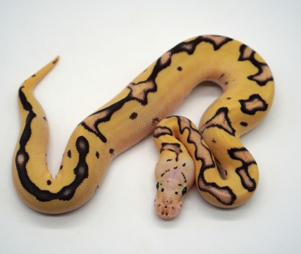 Orange Dream Fire Fly Enchi Leopard Pied Het Ultramel Ball Python by Ozzy Boids LLC - MorphMarket